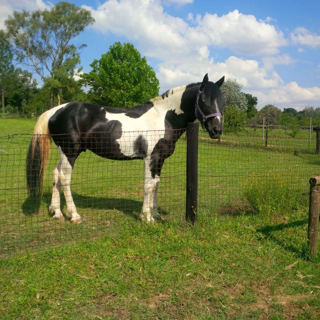 Piebald Friesian Cross Boerperd Stallion for sale in South Africa| neighbay
